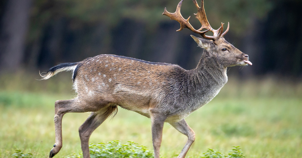 Telex: Puskával menekült a vadászra támadó szarvas a Vajdaságban
