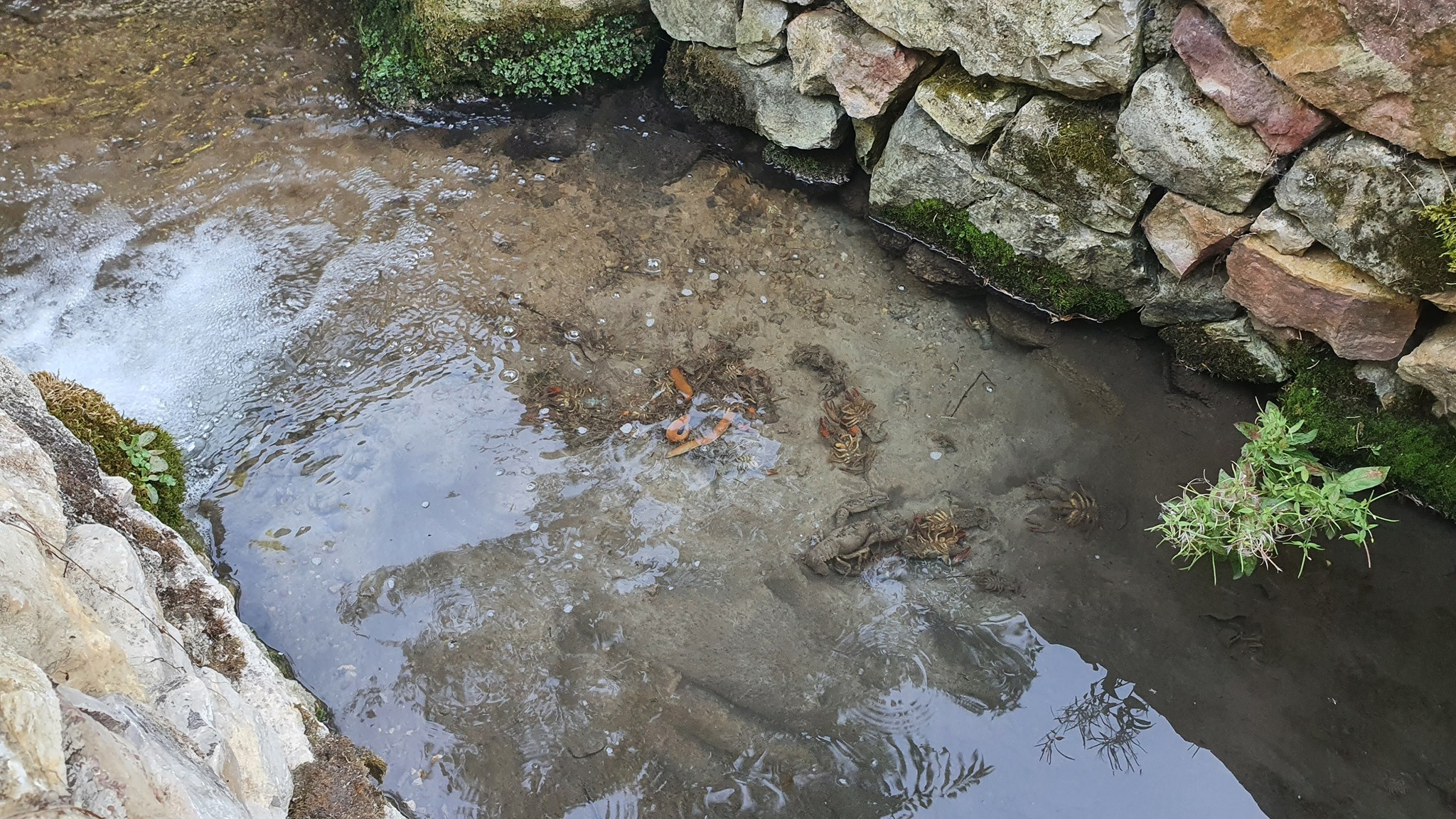 Telex: Több száz védett folyami rák pusztult el a Balaton-felvidéken ...