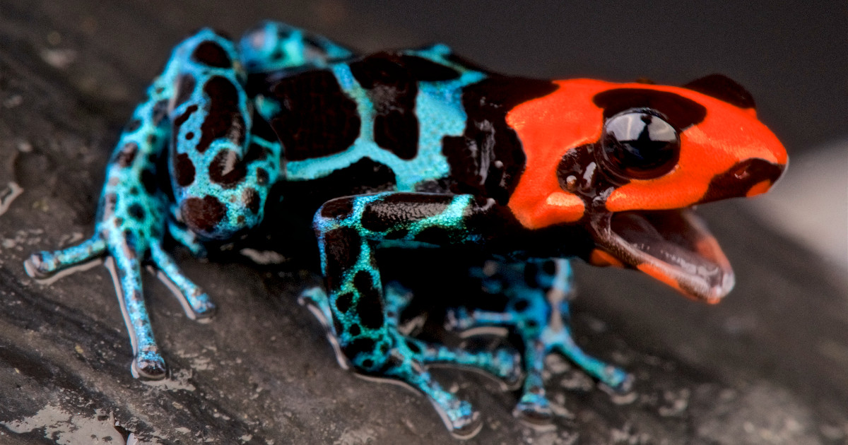 Telex: Miért nem pusztulnak el a mérges és mérgező állatok?