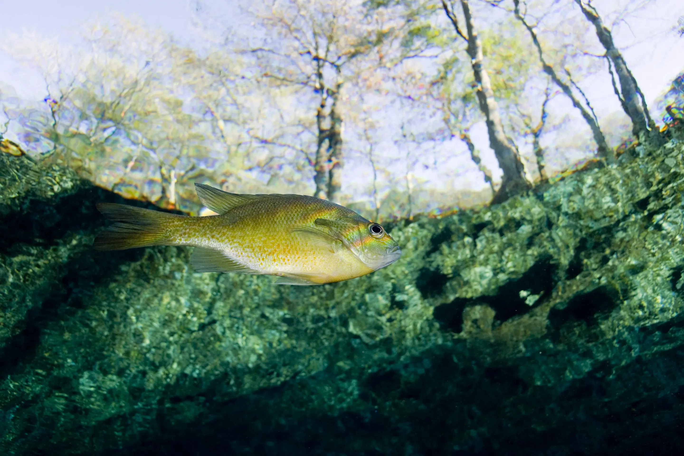 Telex: Egyszer kapott Japán császára halat ajándékba Amerikától, abból ...