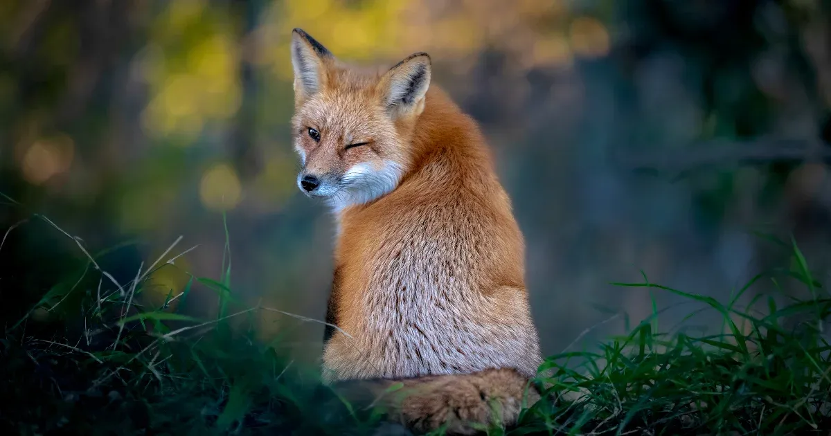 Telex: Kacsintó róka versenyez szellentő zebrával az év legviccesebb ...