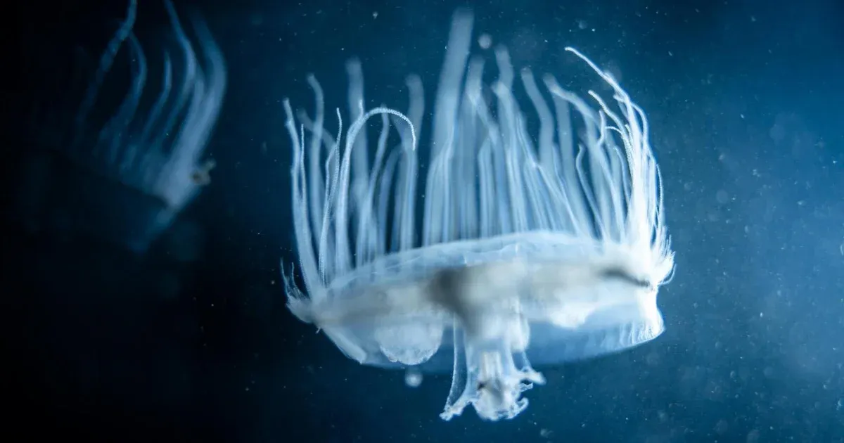 Telex: Why are there Yangtze River jellyfish in Hungarian lakes?