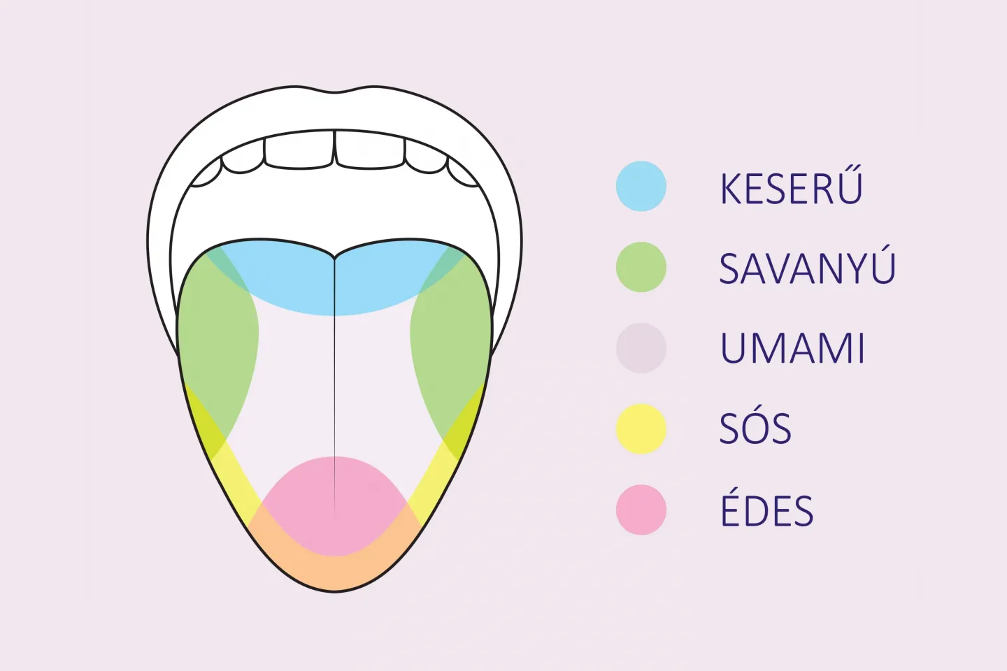 Telex: Hiába tanítják az iskolákban, az ízlelést bemutató ...