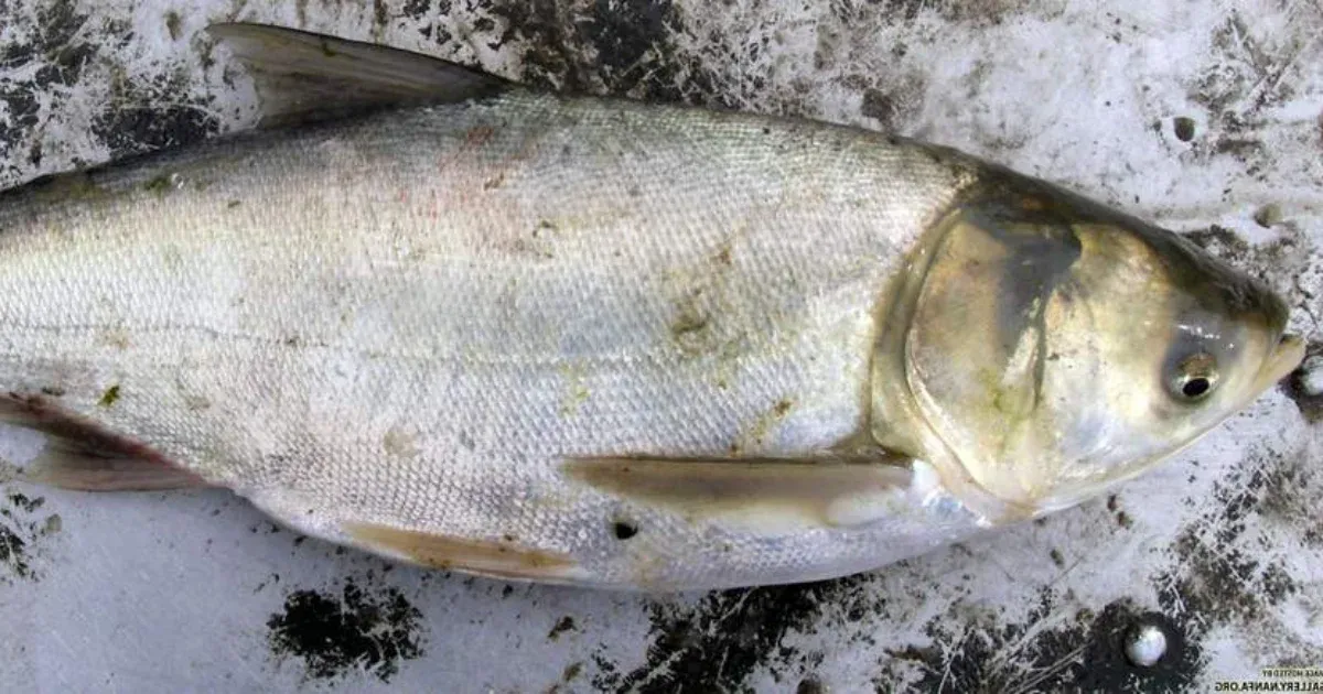 Telex: Brutálisan elszaporodtak a nem őshonos halfajok a Tisza-tóban