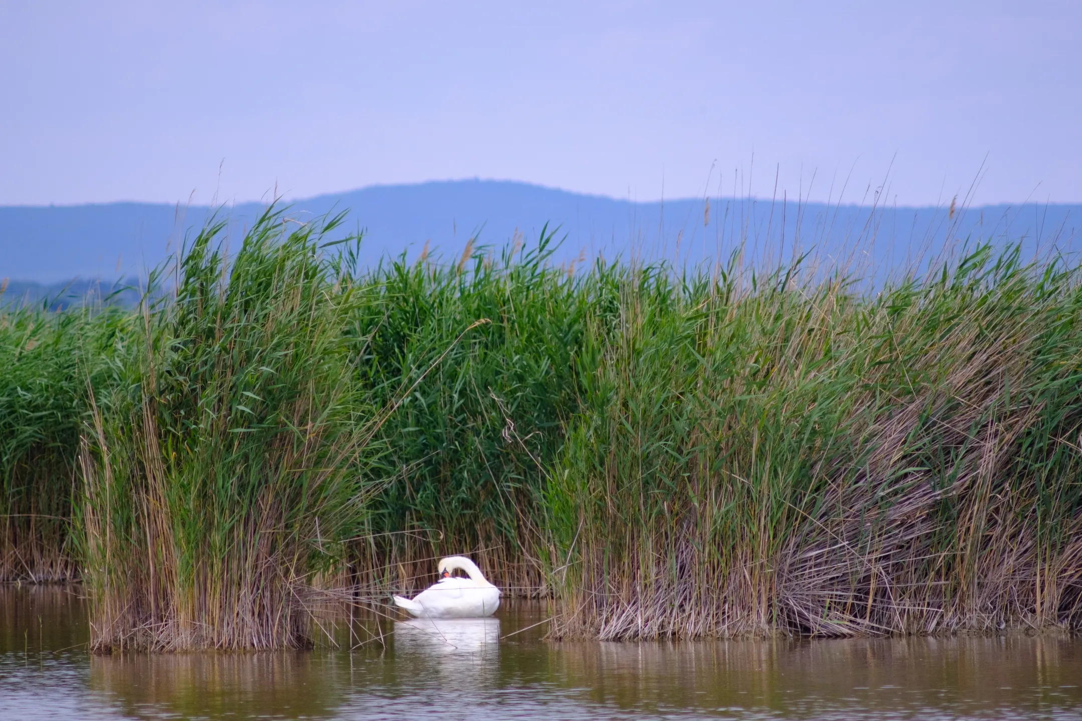 Telex: Podani János