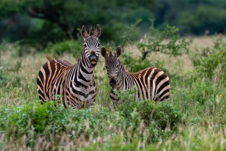 Telex: A zebra egy stresszes, harapós díva, ezért nem zebragolva ...