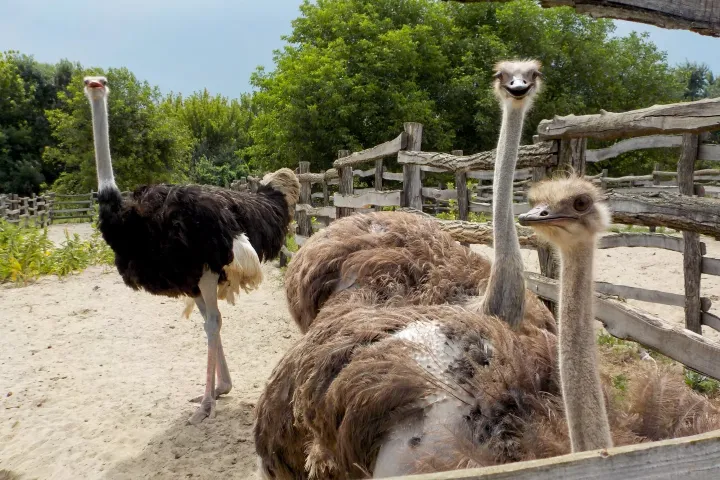 Telex: Legalább a strucc jól érzi magát az egyre gyakoribb nyári ...