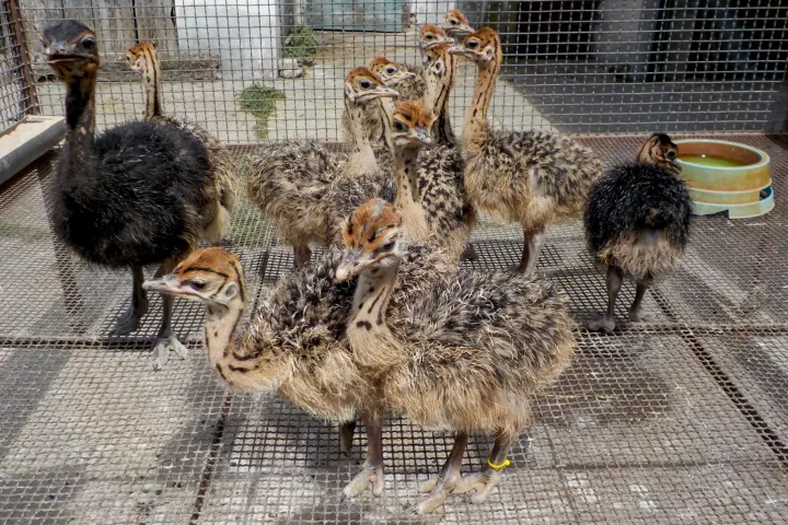 Telex: Legalább a strucc jól érzi magát az egyre gyakoribb nyári ...