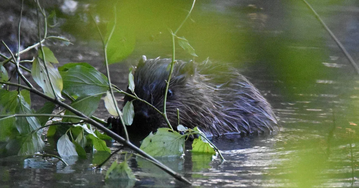 Telex: Hatszáz hódot lőhetnek ki egyetlen vármegyében, de azt sem ...