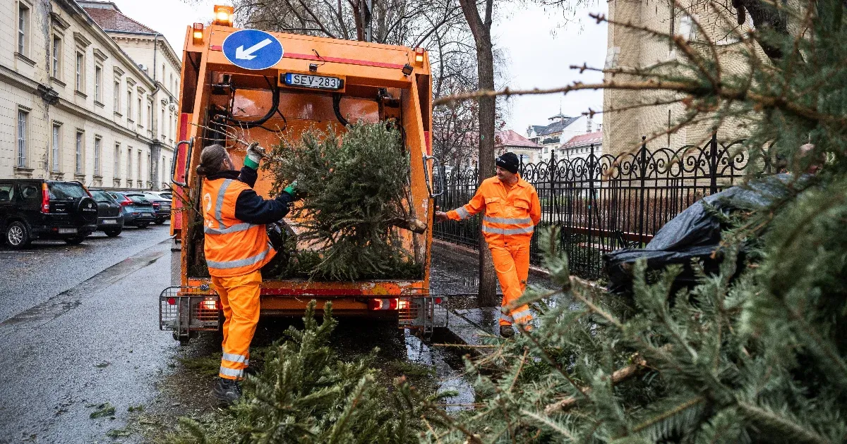 Telex: 500-600 ezer karácsonyfát gyűjtenek be Budapesten, távhő lesz ...