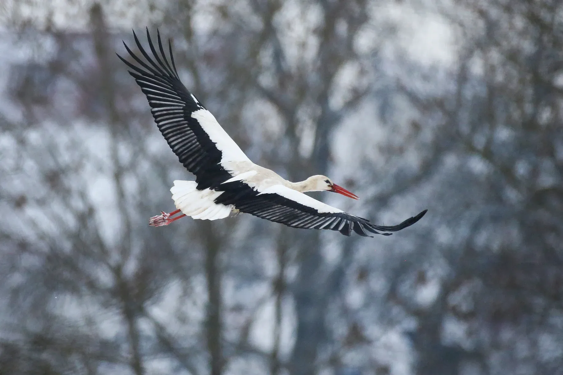 Transtelex: Ameddig a fészkében ül, addig nincs szüksége segítségre az ...