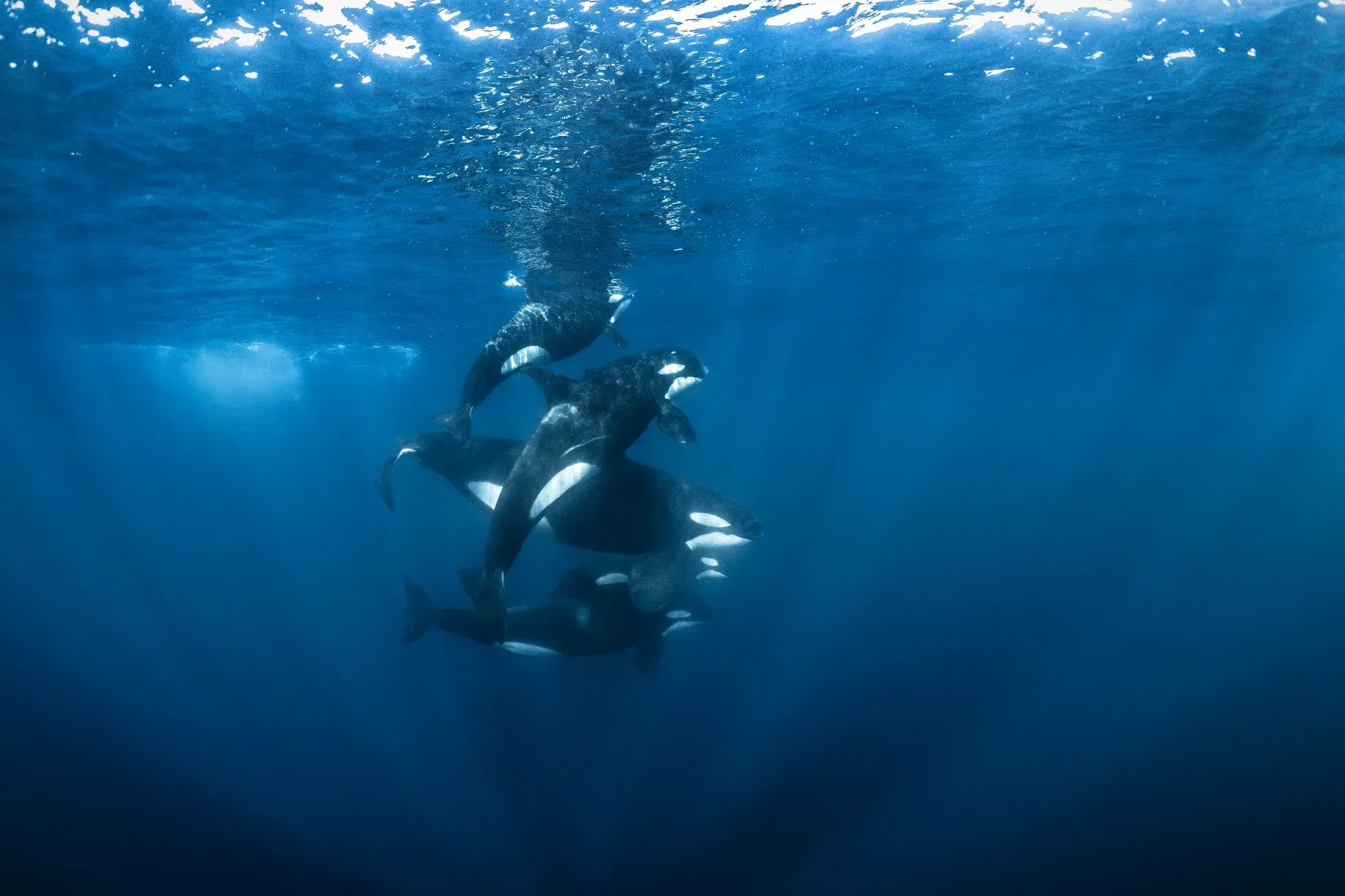 Telex: Egymaga végzett a fehér cápával a májra pályázó kardszárnyú delfin