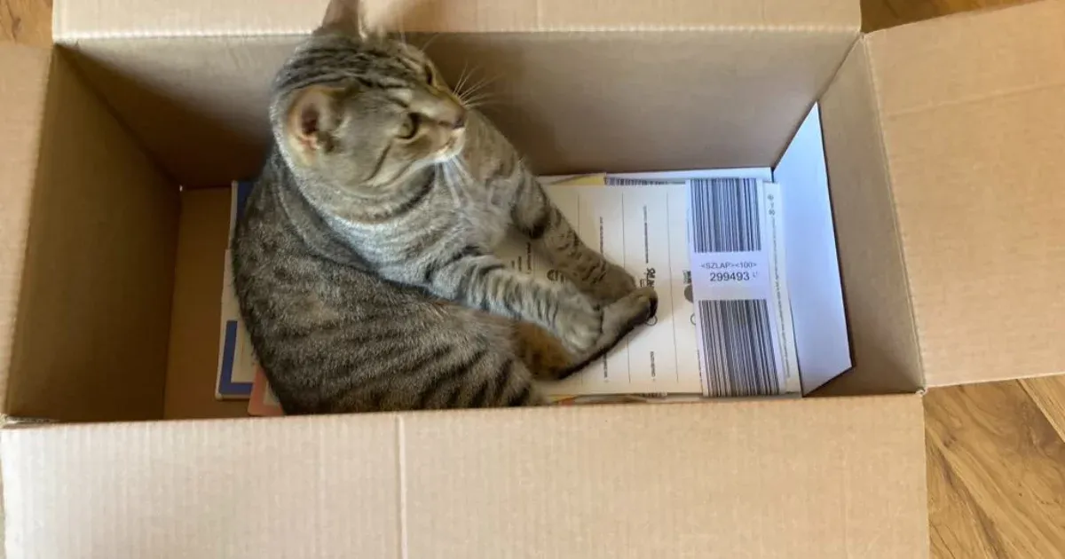 Telex: MKKP: Egy macska beleült egy szavazóládába