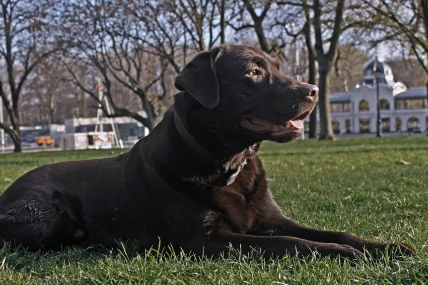 Telex: Egy barna labrador, Kutyika Kutyi lesz a Kutyapárt ...