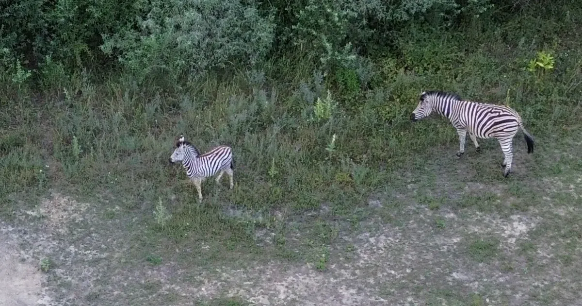 Telex: A zebrák hagyományos haszonállatok Magyarországon? – a lengyel ...